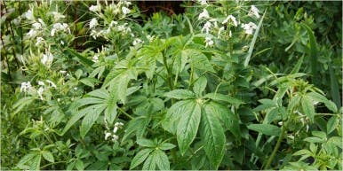 10 Things That Weirdly Smell Like Weed