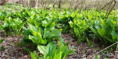 10 Things That Weirdly Smell Like Weed