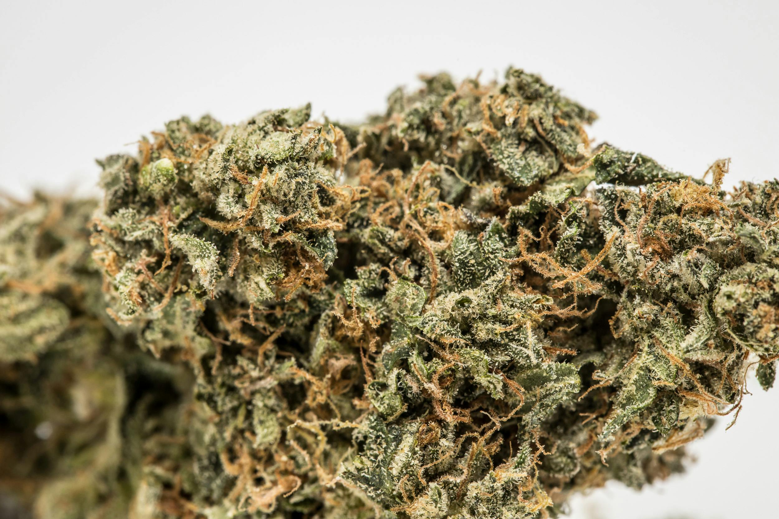 Fire OG Strain Of Marijuana Weed Cannabis Herb Herb Fire OG Strain Of Marijuana Weed Cannabis Herb Herb