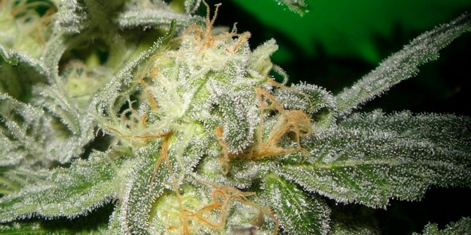 Grape Stomper Strain of Marijuana | Weed | Cannabis | Herb | Herb