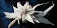 What Is Albino Weed, And Does It Really Exist? | Herb