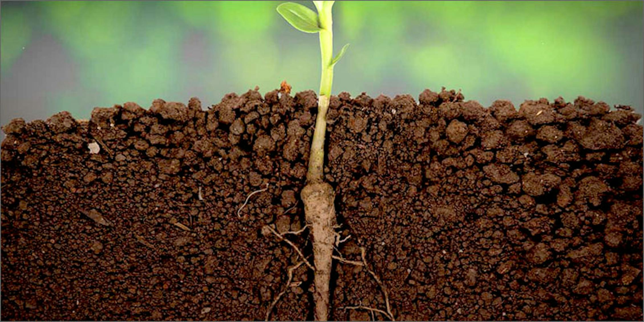 5 Reasons To Love Cannabis Roots And How To Effectively Use Them | Herb