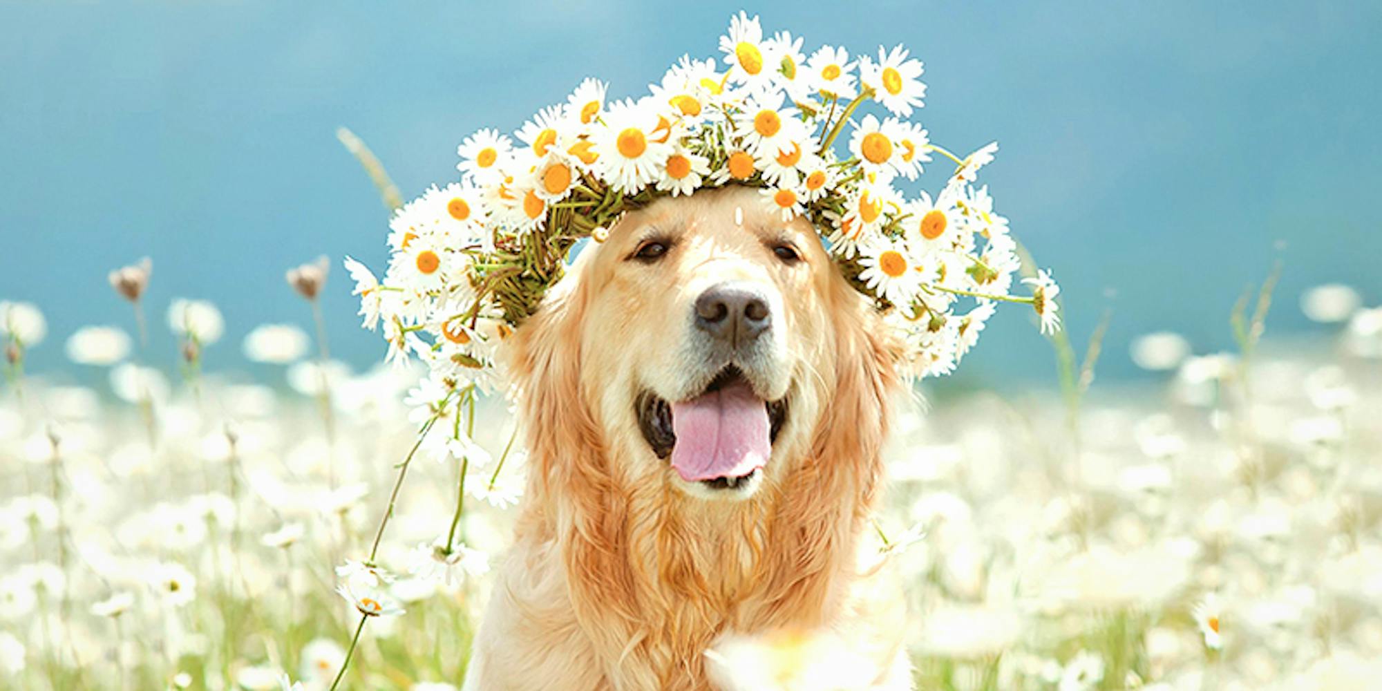 10 Dogs That Will Hilariously Remind You Of A Stoner You Know | Herb