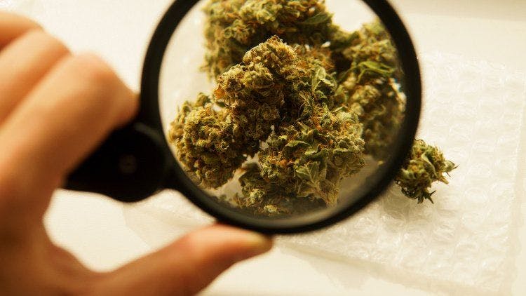 Can You Eat Raw Weed? Some People Swear By Its Benefits. | Herb