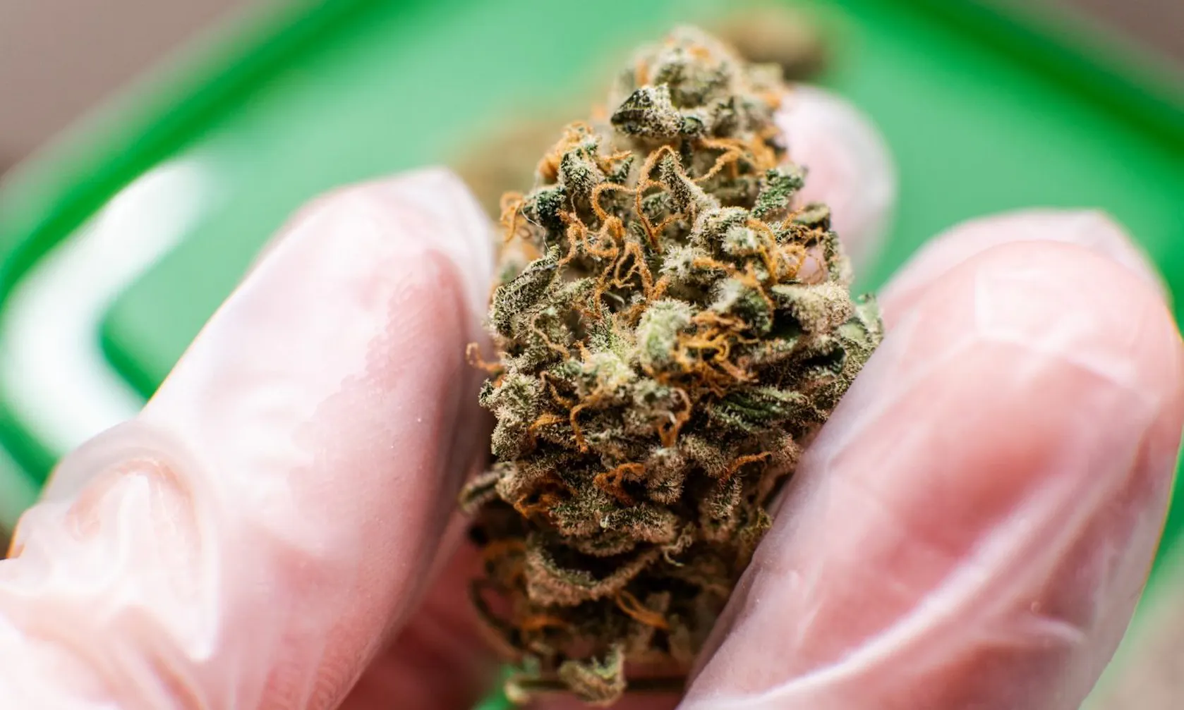 Can You Eat Raw Weed? Some People Swear By Its Benefits. | Herb