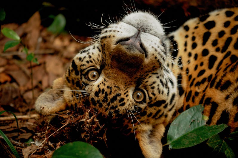 Here's Everything You Wanted to Know About Animals Getting High On Weed ...