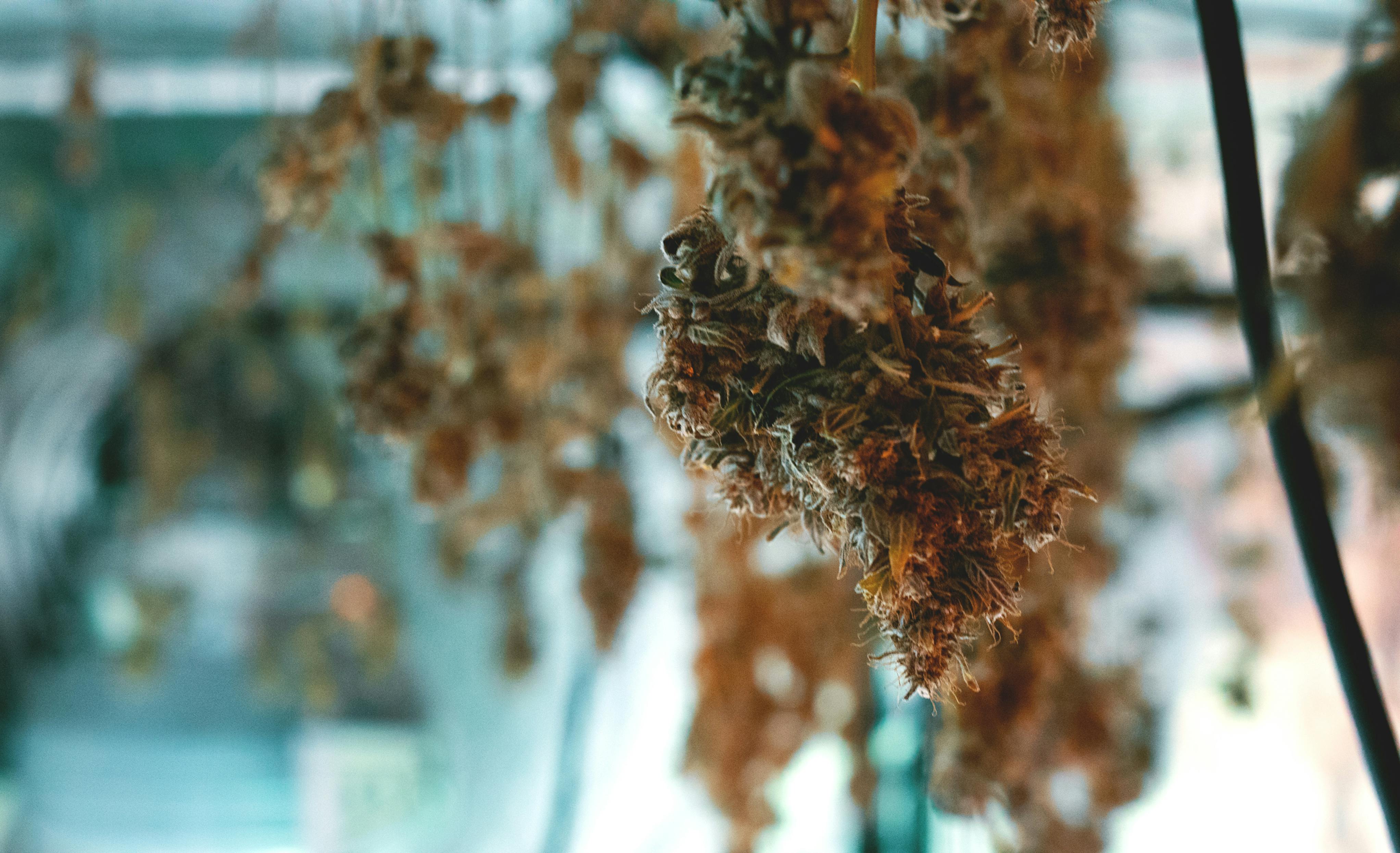 Here's How To Dry Cannabis Like a Pro | Herb | Herb