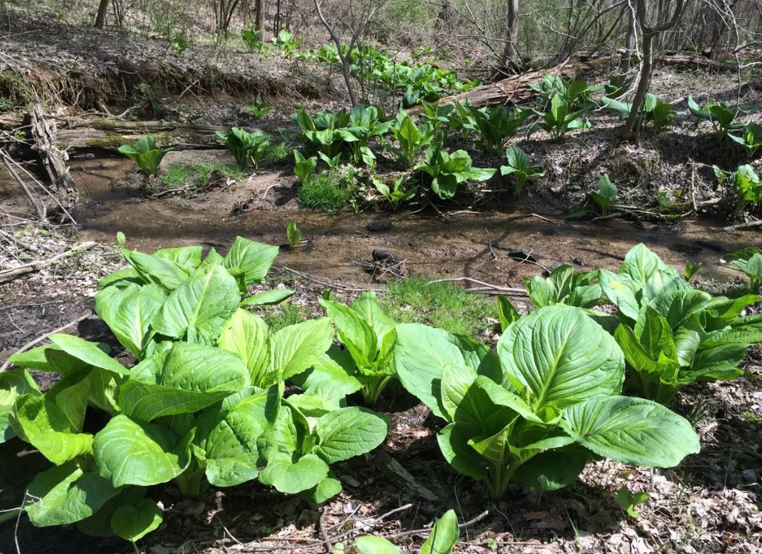 10 Things That Weirdly Smell Like Weed | Herb